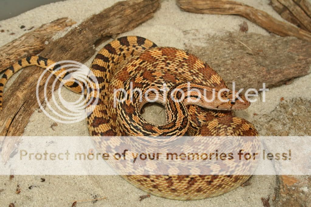 Bull snakes schmull snakes - Field Herp Forum