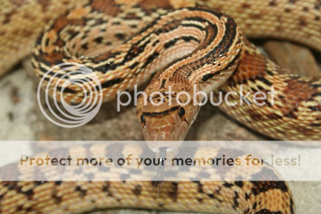 Bull snakes schmull snakes - Field Herp Forum