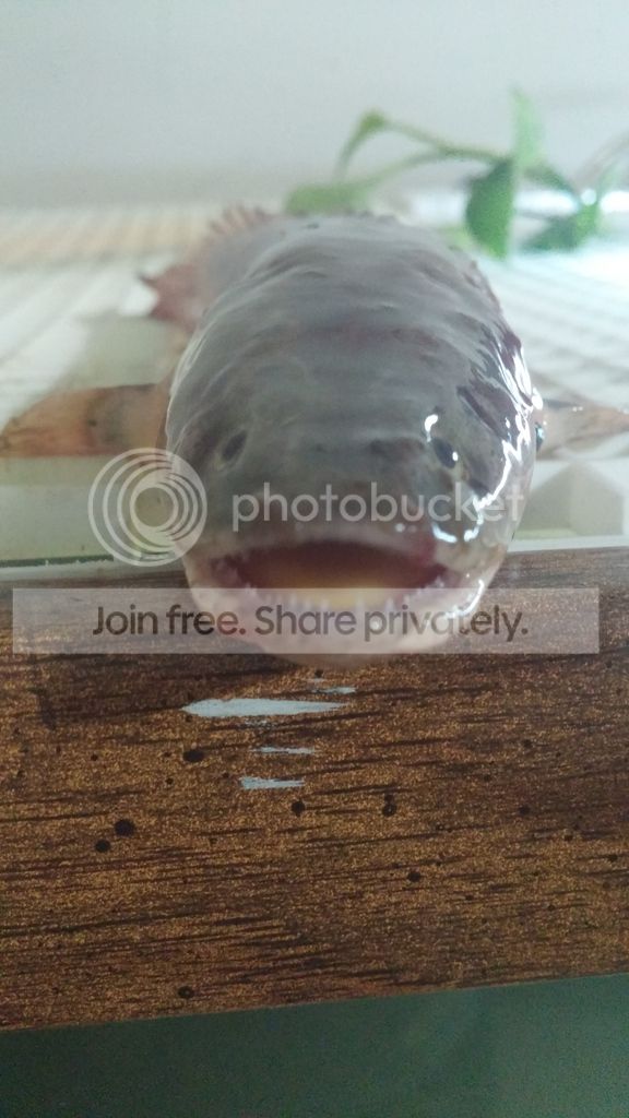 RIP Congi | MonsterFishKeepers.com